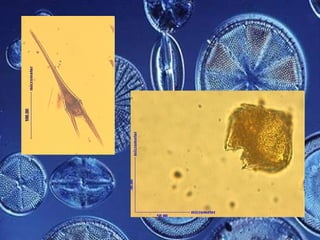 8. Simple Organism Notes | PPT