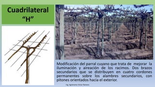 Sistemas de Conducción de la vid | PDF