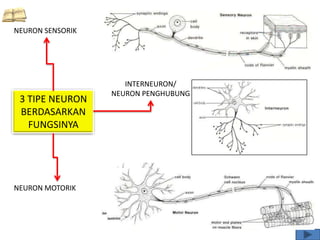 8. sistem koordinasi syaraf,hormon | PPTX