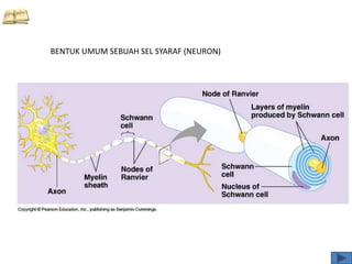 8. sistem koordinasi syaraf,hormon | PPTX