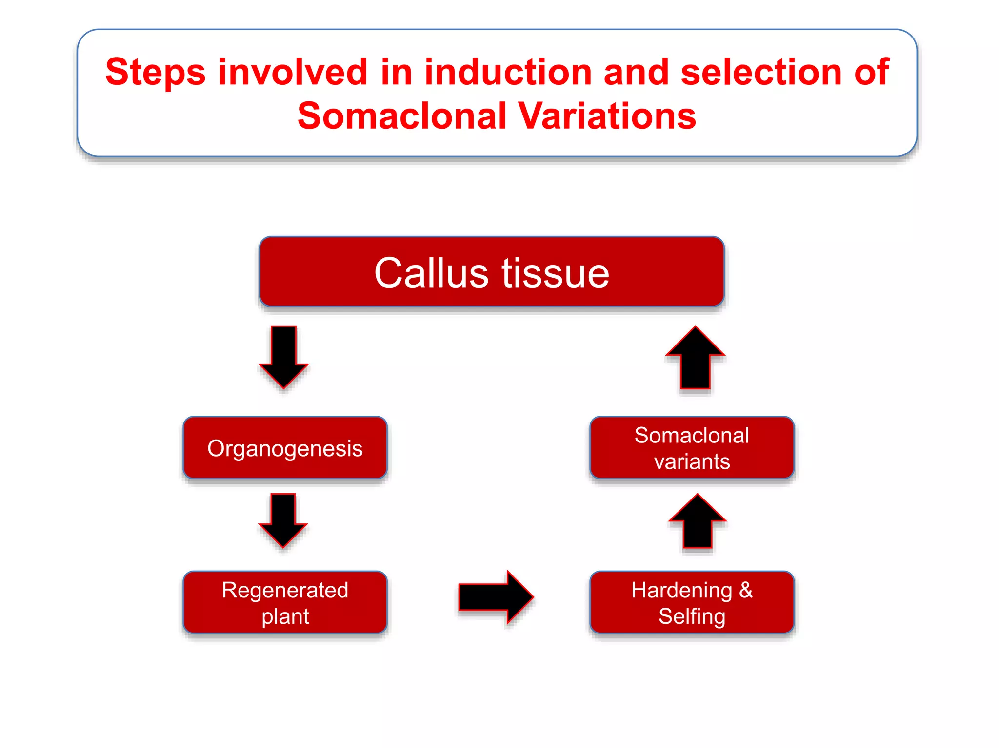 8- Somaclonal variation.pptx