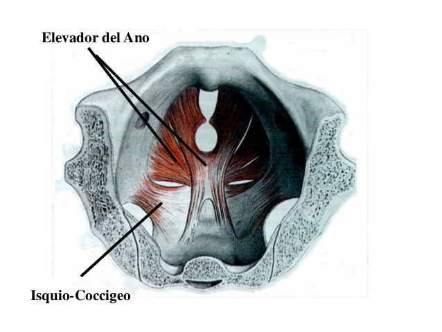 8 suelo pelvico o perine