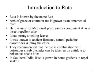 8-Tea-and-Ruta.pptxWWWWWWWWWWWWWWWWWWWWWWWWWWWW | PPTX