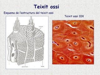 8 Teixit Scorreccio | PPT