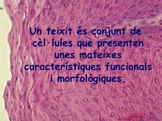 8 Teixit Scorreccio | PPT