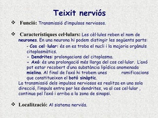 8 Teixit Scorreccio | PPT