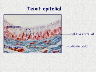 8 Teixit Scorreccio | PPT