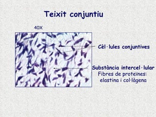 8 Teixit Scorreccio | PPT