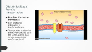 8º - Transporte en Membrana Celular.pptx