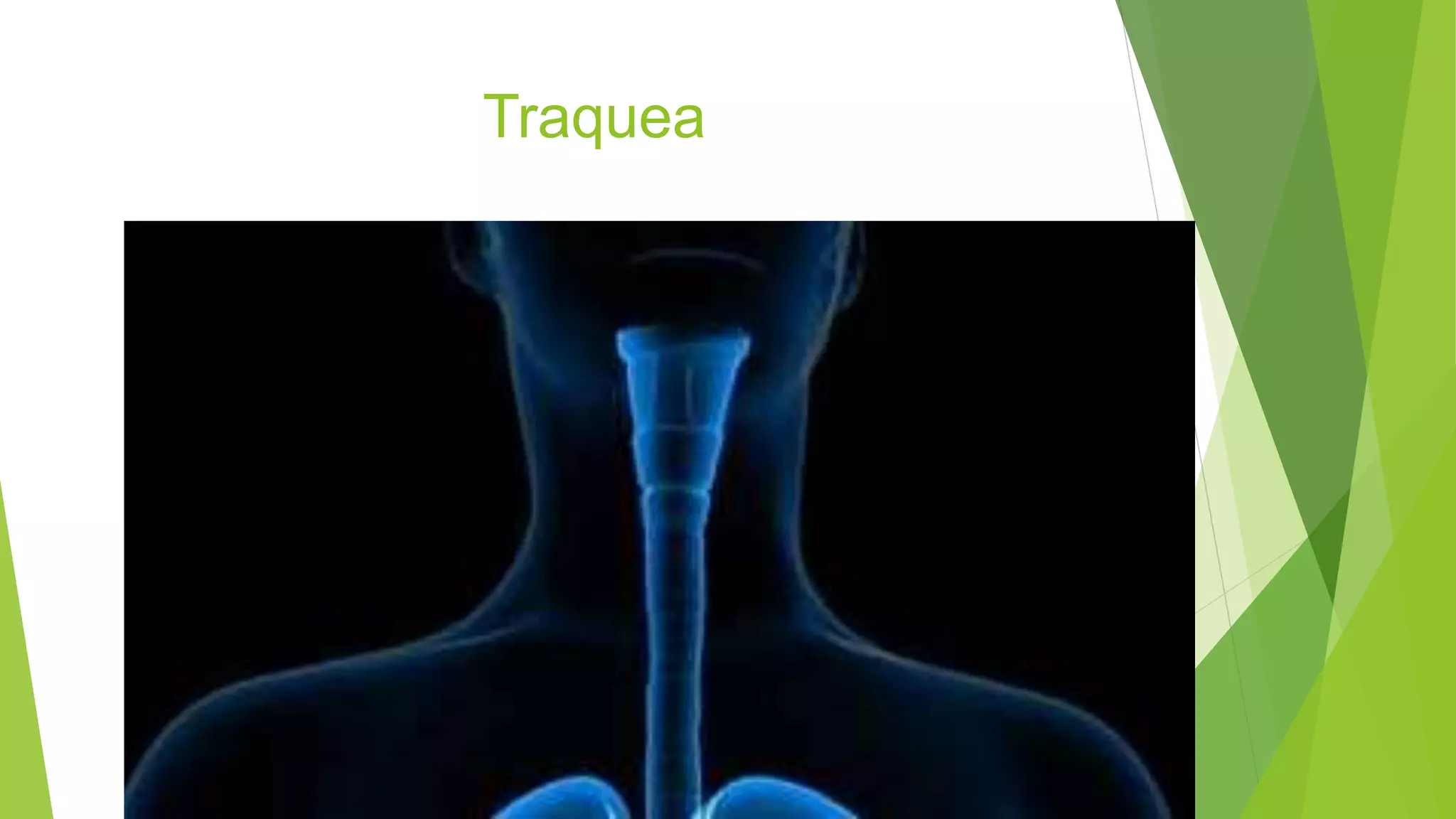 8-traquea.pptx | Thyroid Disorders | Endocrine and Metabolic Diseases