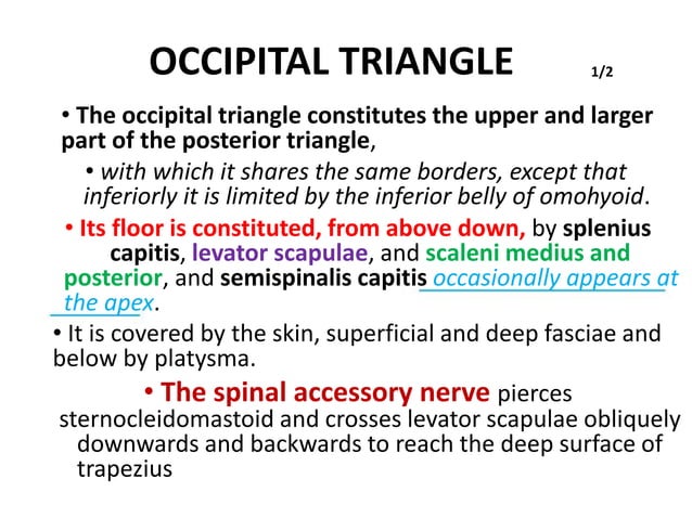 triangles of the neck-dr.meher | PPT