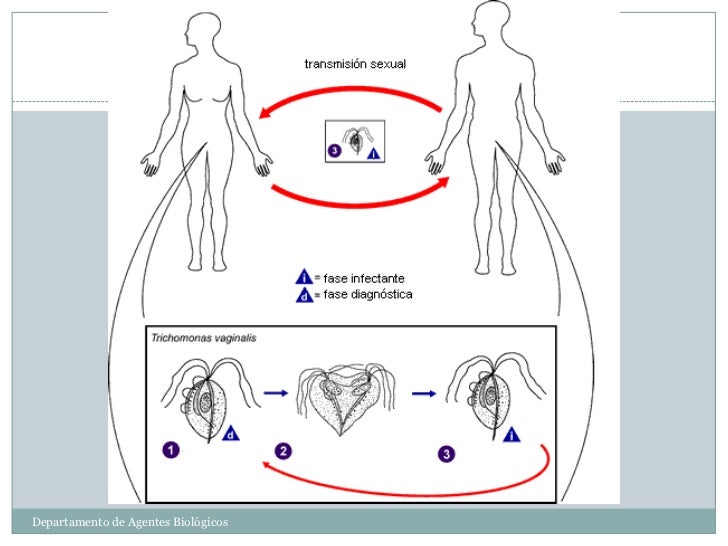8. Trichomonas vaginalis