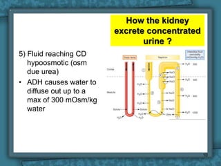 8-Urine concentration and dilution.ppt