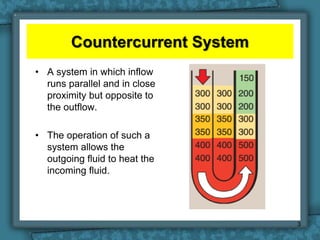 8-Urine concentration and dilution.ppt