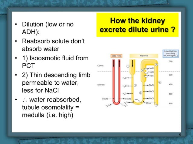 8-Urine concentration and dilution.ppt