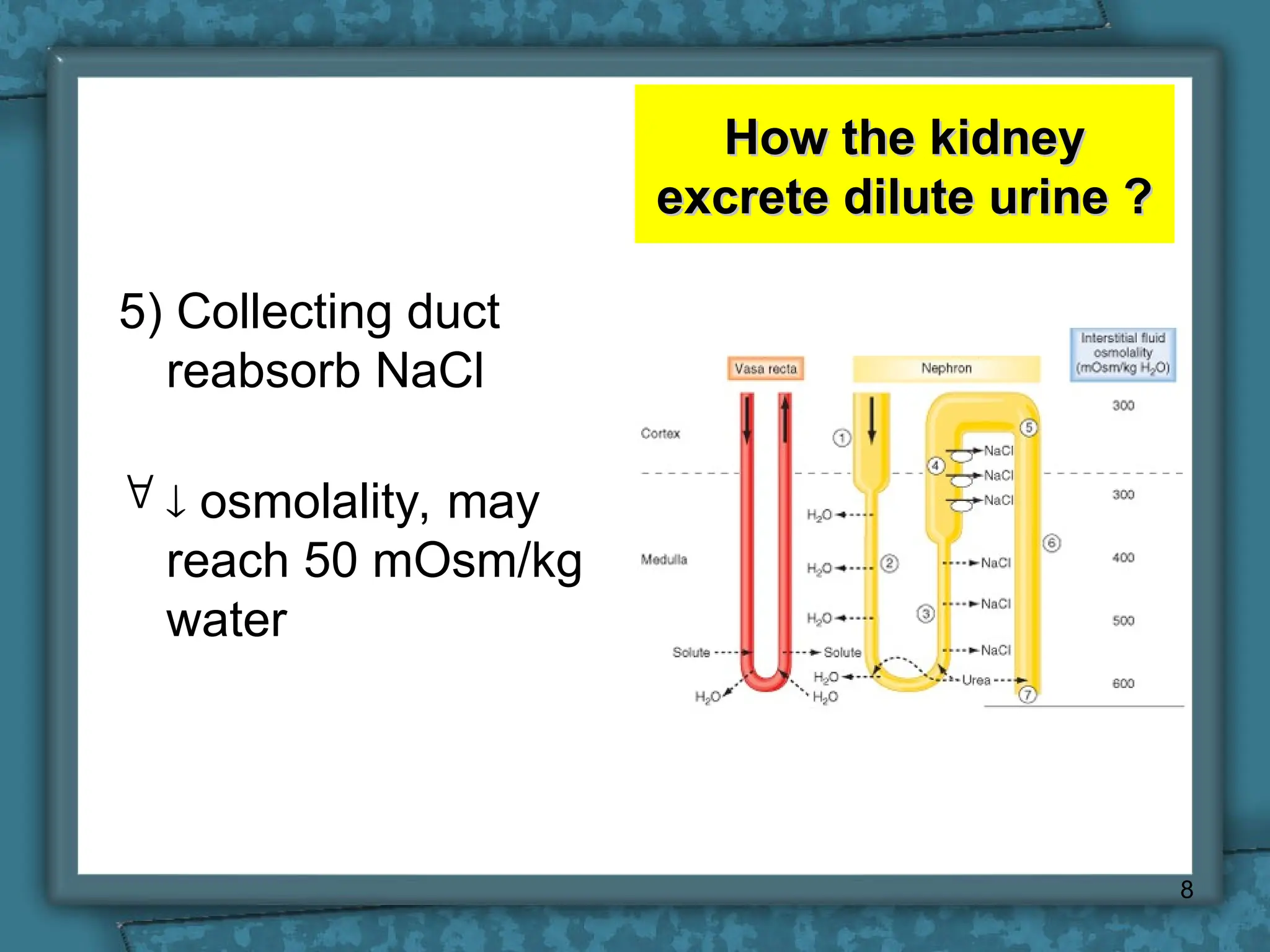 8- Urine concentration and dilution.ppt , zoology students, university ...