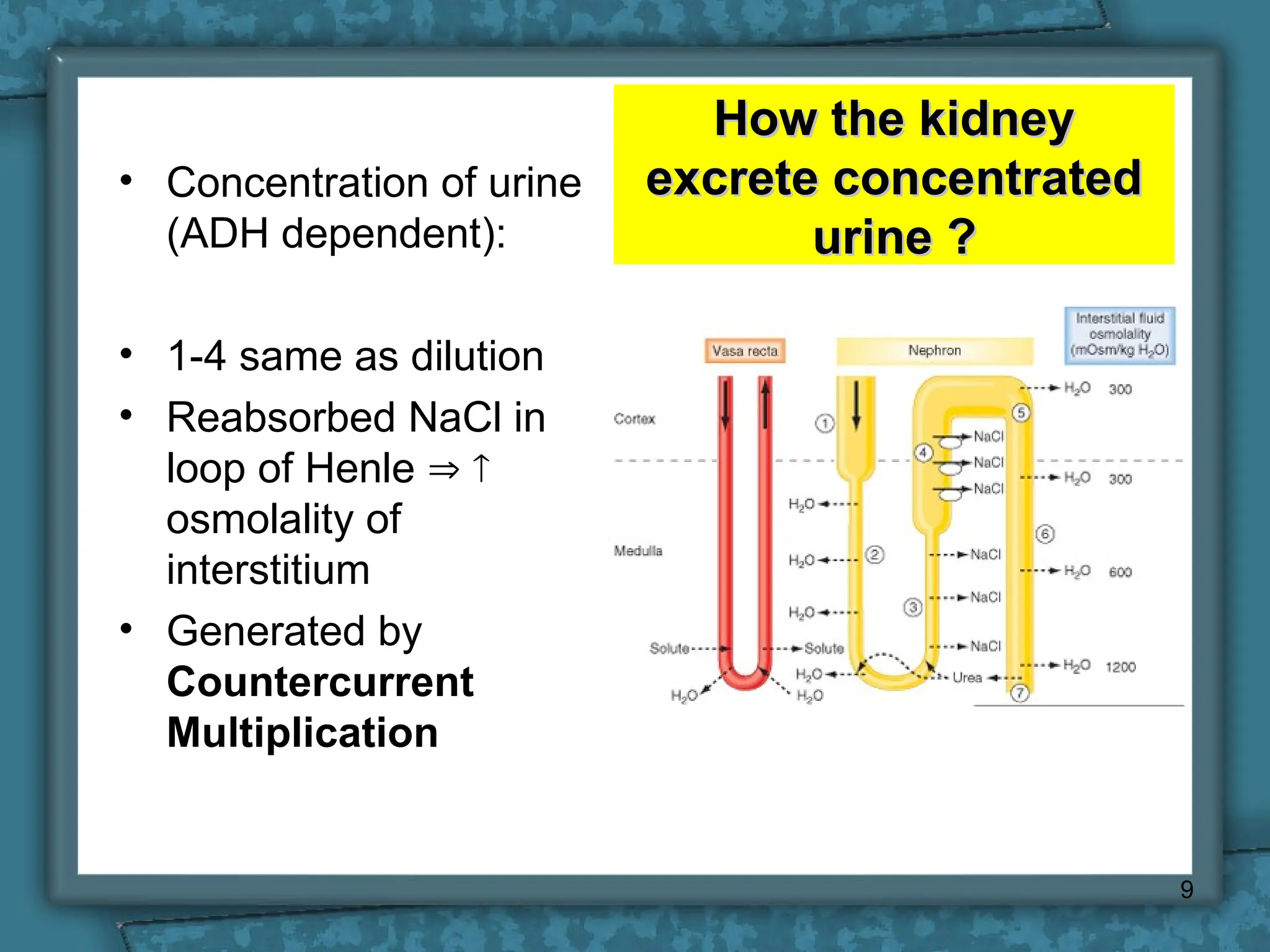 8- Urine concentration and dilution.ppt , zoology students, university ...