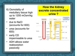 8- Urine concentration and dilution.ppt , zoology students, university ...
