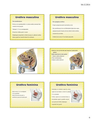 8 urogenital-shmyo | PDF