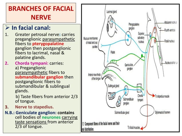 8- V-VII cranial nerves .pdfppppppppppppp | PPT