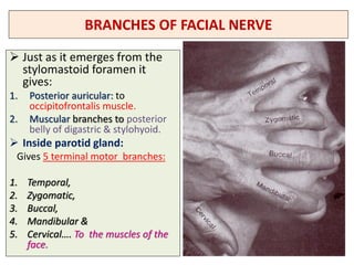 8- V-VII cranial nerves .pdfppppppppppppp | PPT
