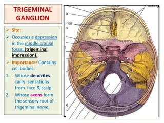 8- V-VII cranial nerves .pdfppppppppppppp | PPT