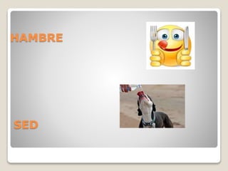 8 verbo tener | PPTX