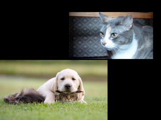 804 - Pets attitude | PPT