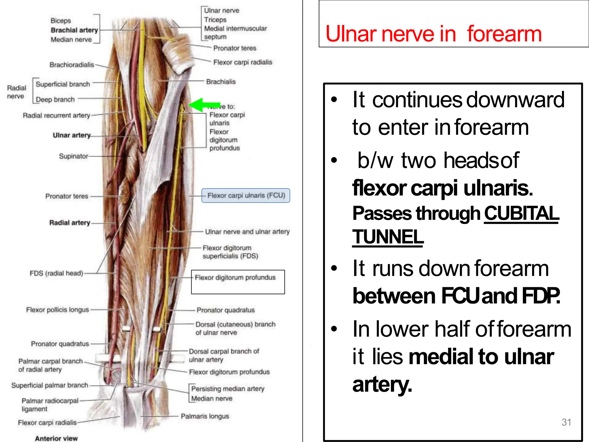 807_Ulnar-nerve-and-its-lesions.....pptx