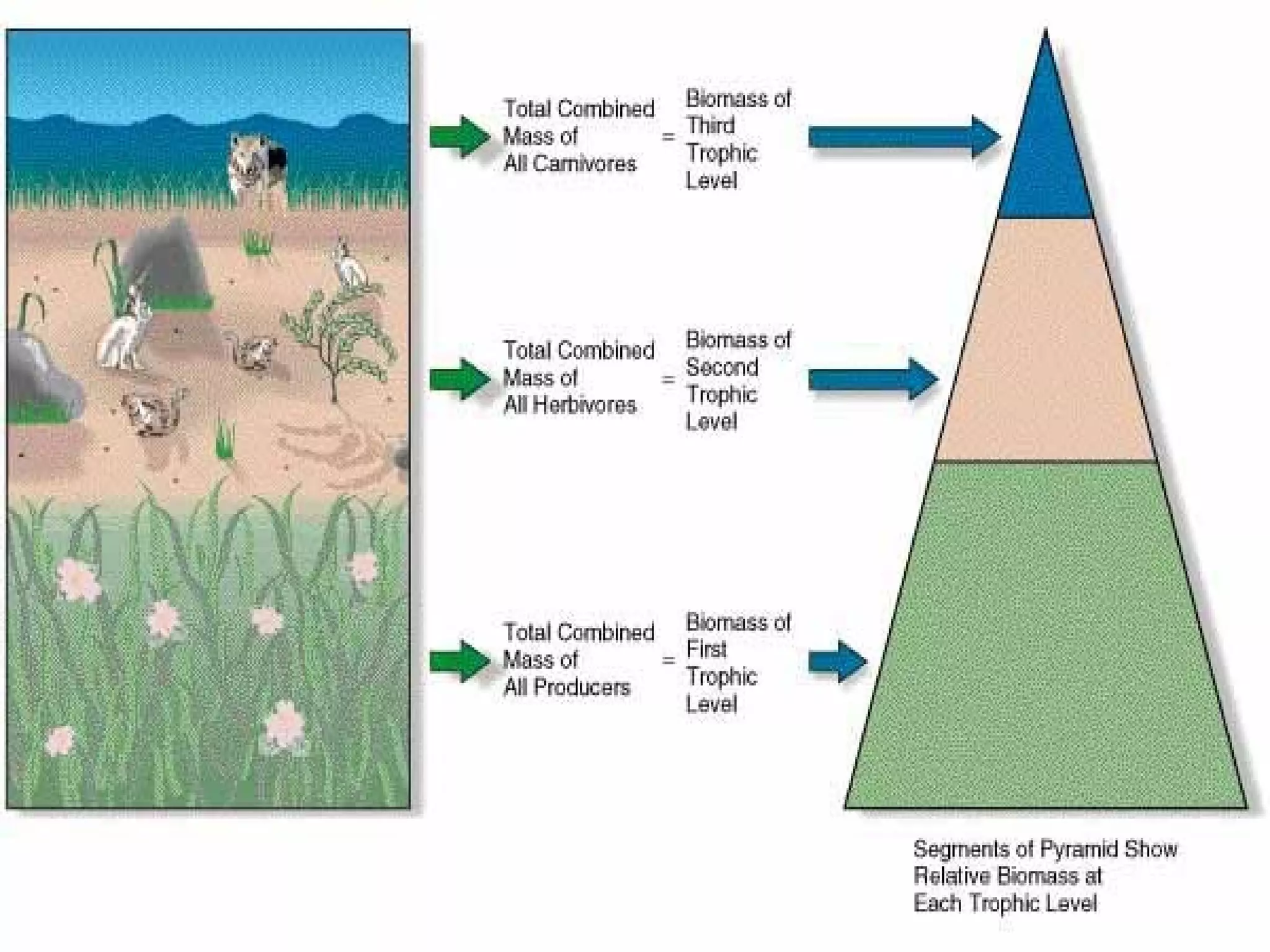8[1].1 biotic & abiotic components | PPT