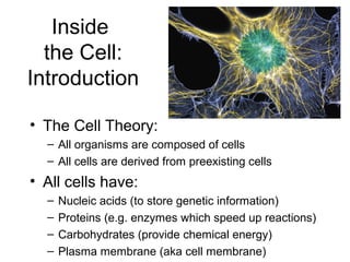 8 105 fa13 inside the cell part 1 skel | PPT