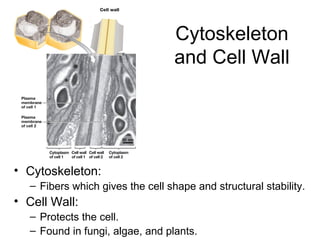 8 105 fa13 inside the cell part 1 skel | PPT