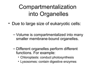 8 105 fa13 inside the cell part 1 skel | PPT
