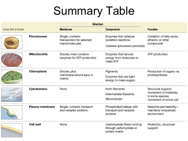 Animal Cell Parts And Functions Table DriverLayer Search Engine Animal Cell Parts And Functions Table DriverLayer Search Engine