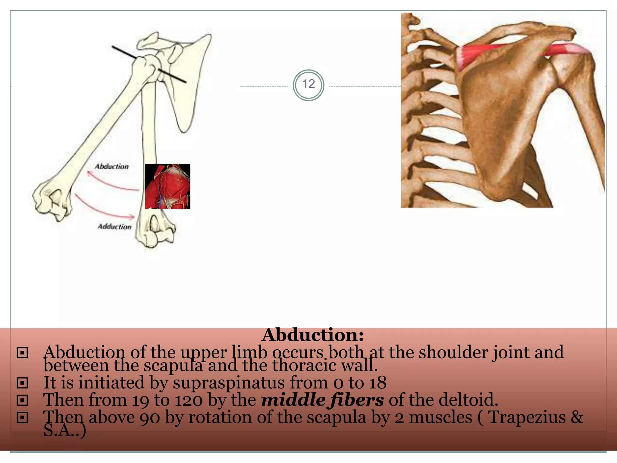 811_Anatomy-of-shoulder-joint.ppt