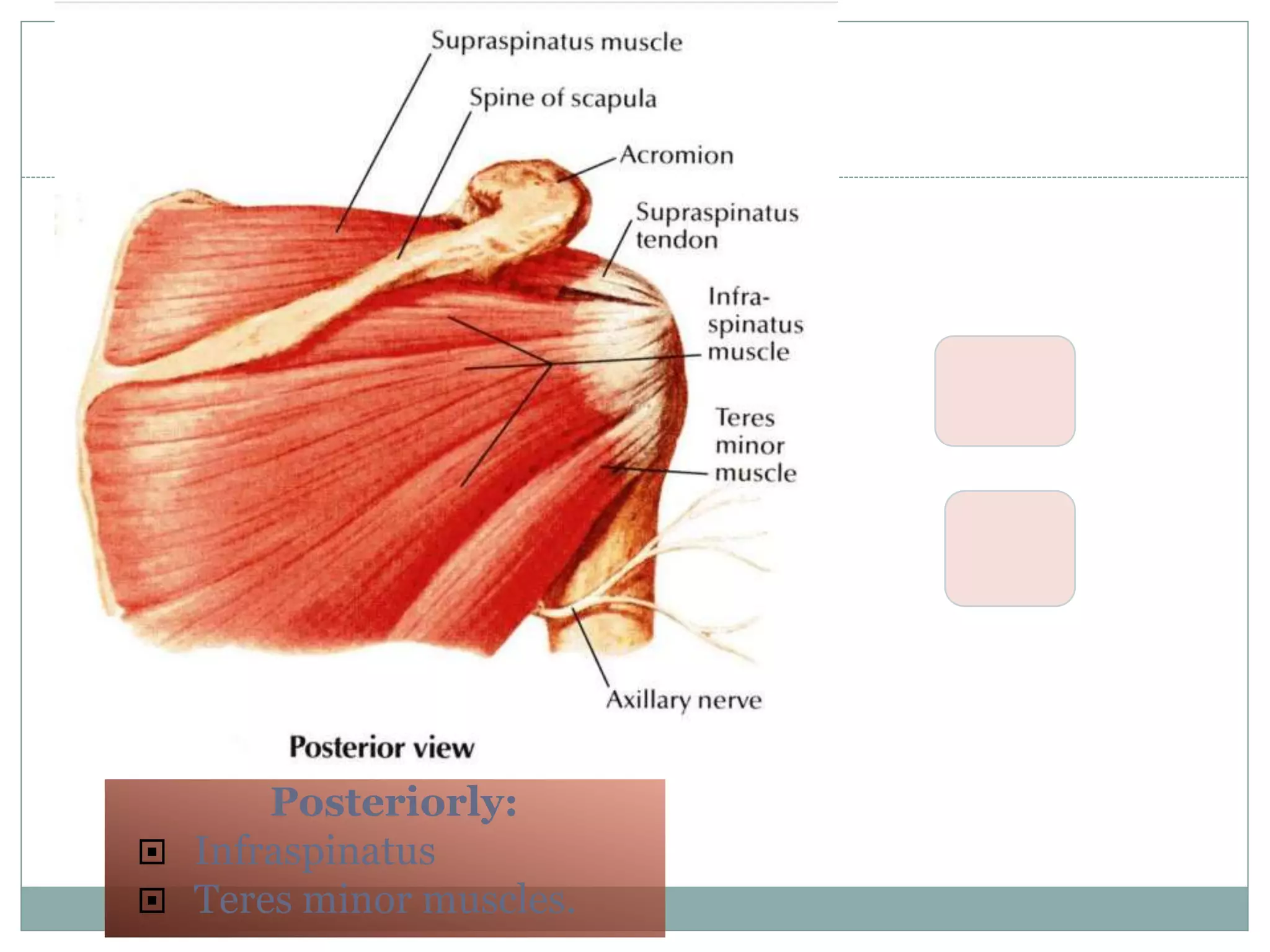 811_Anatomy-of-shoulder-joint.ppt