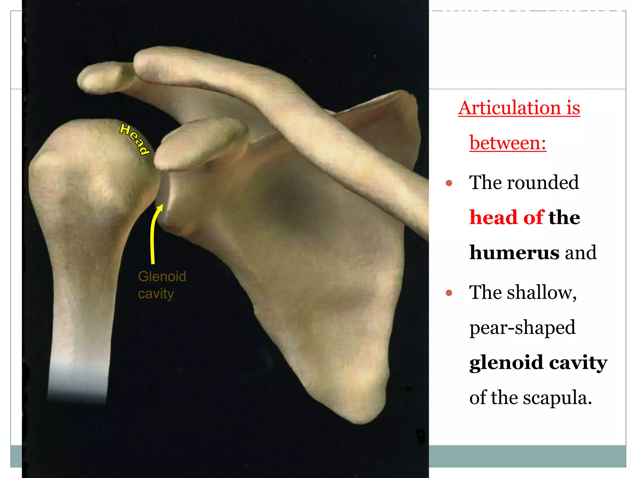 811_Anatomy-of-shoulder-joint.ppt