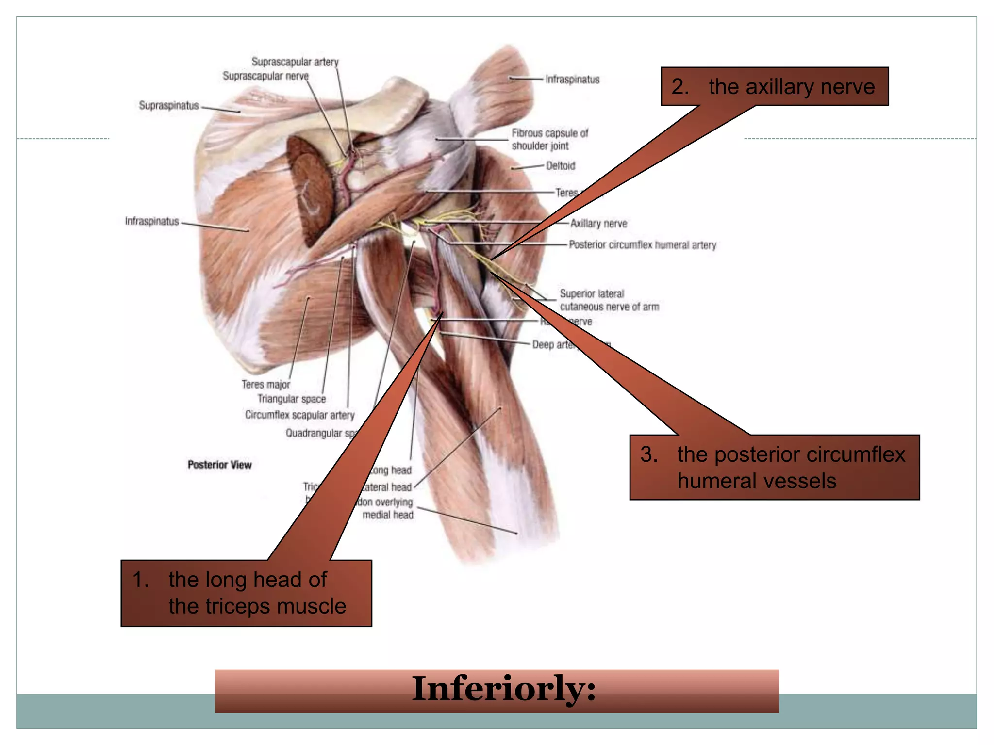 811_Anatomy-of-shoulder-joint.ppt