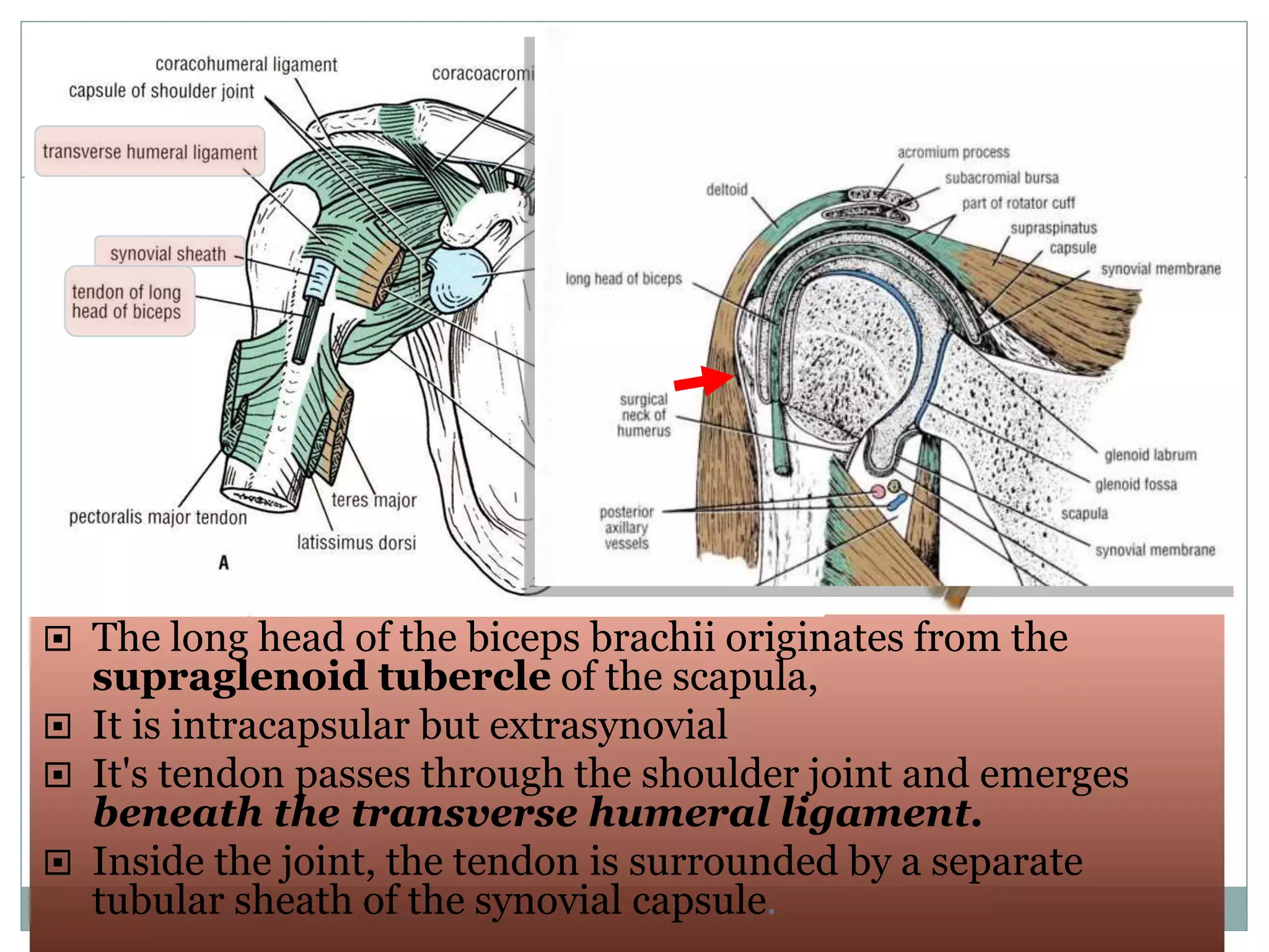811_Anatomy-of-shoulder-joint.ppt