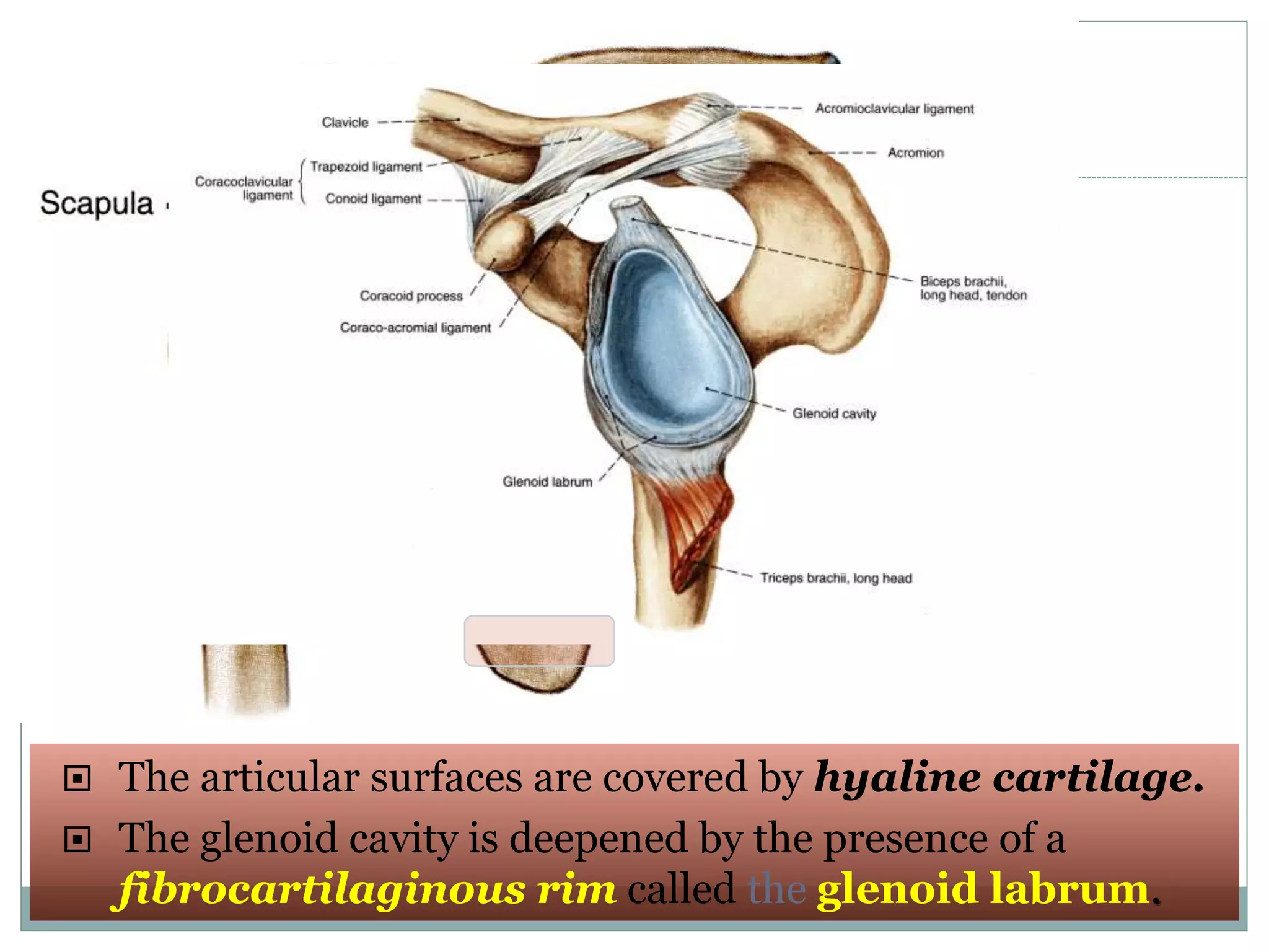 811_Anatomy-of-shoulder-joint.ppt