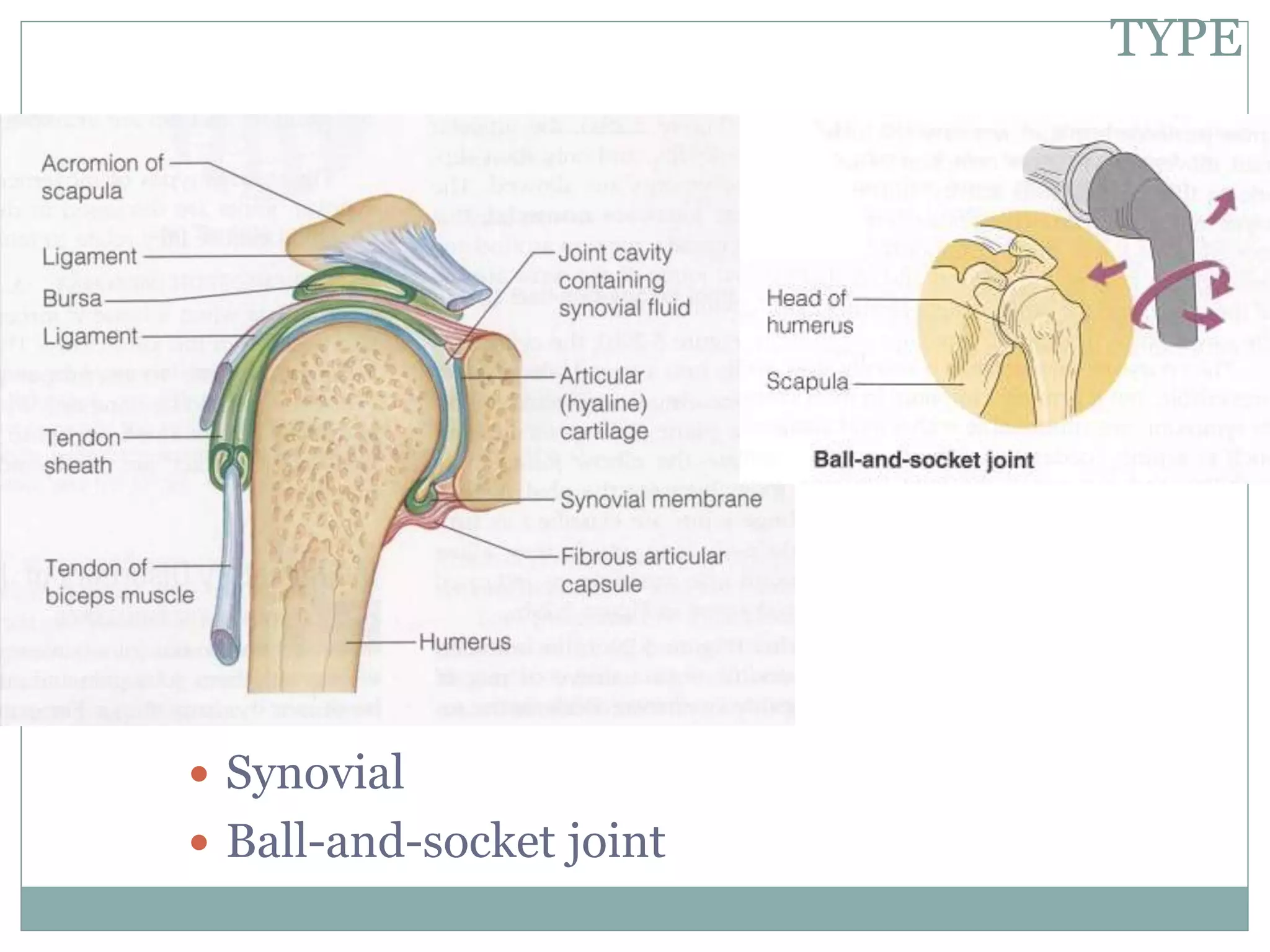 811_Anatomy-of-shoulder-joint.ppt