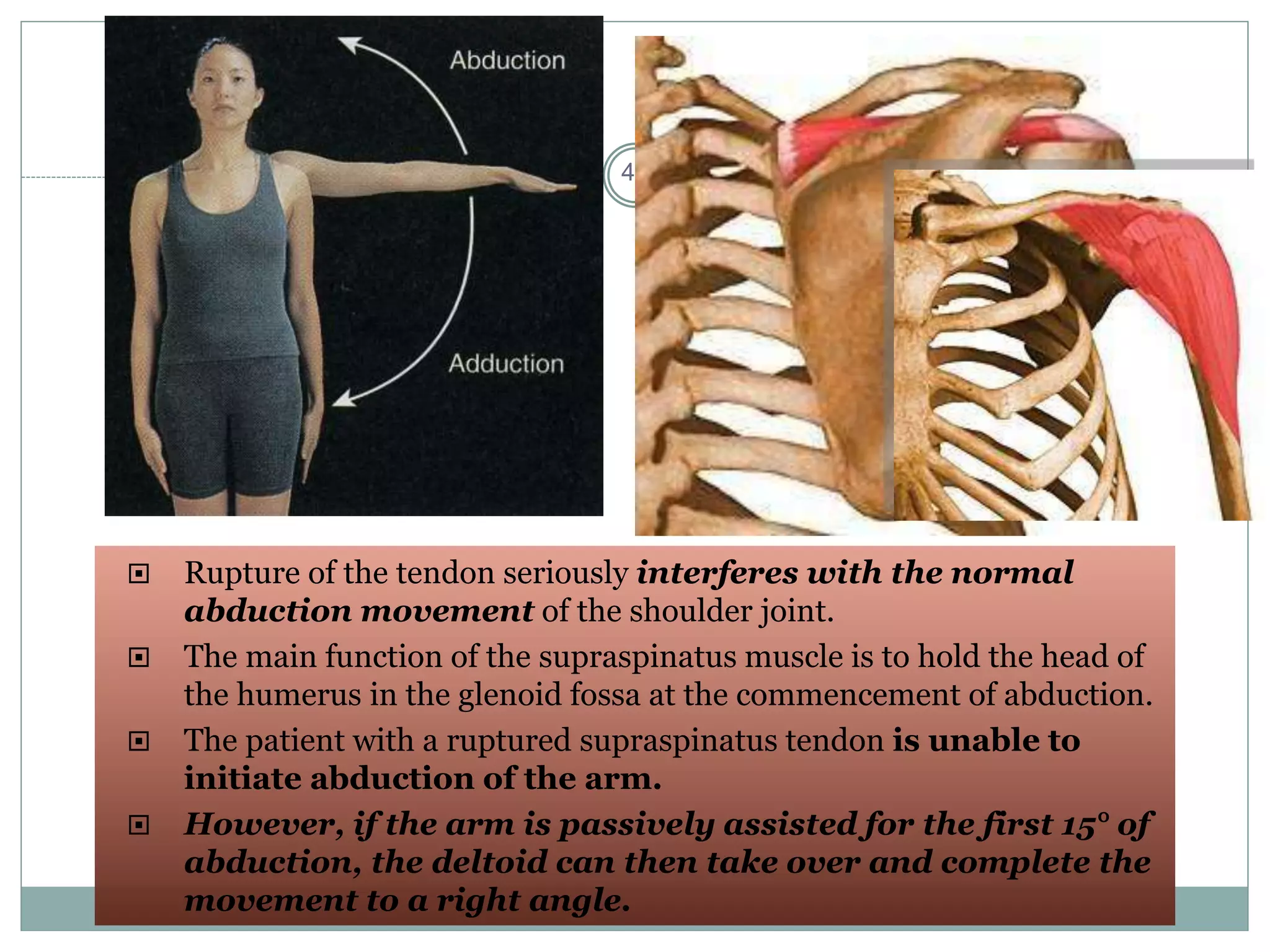 811_Anatomy-of-shoulder-joint.ppt