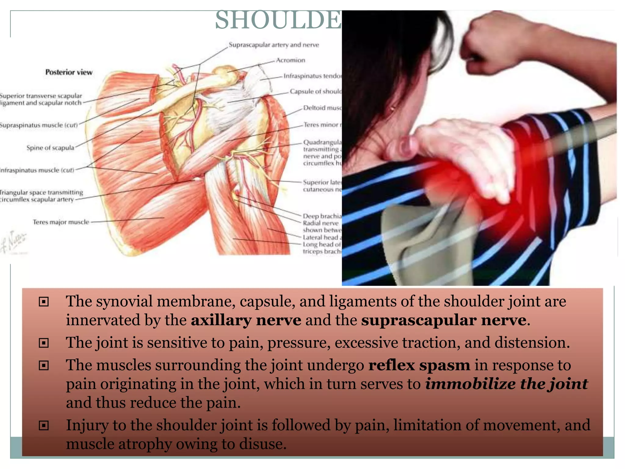 811_Anatomy-of-shoulder-joint.ppt