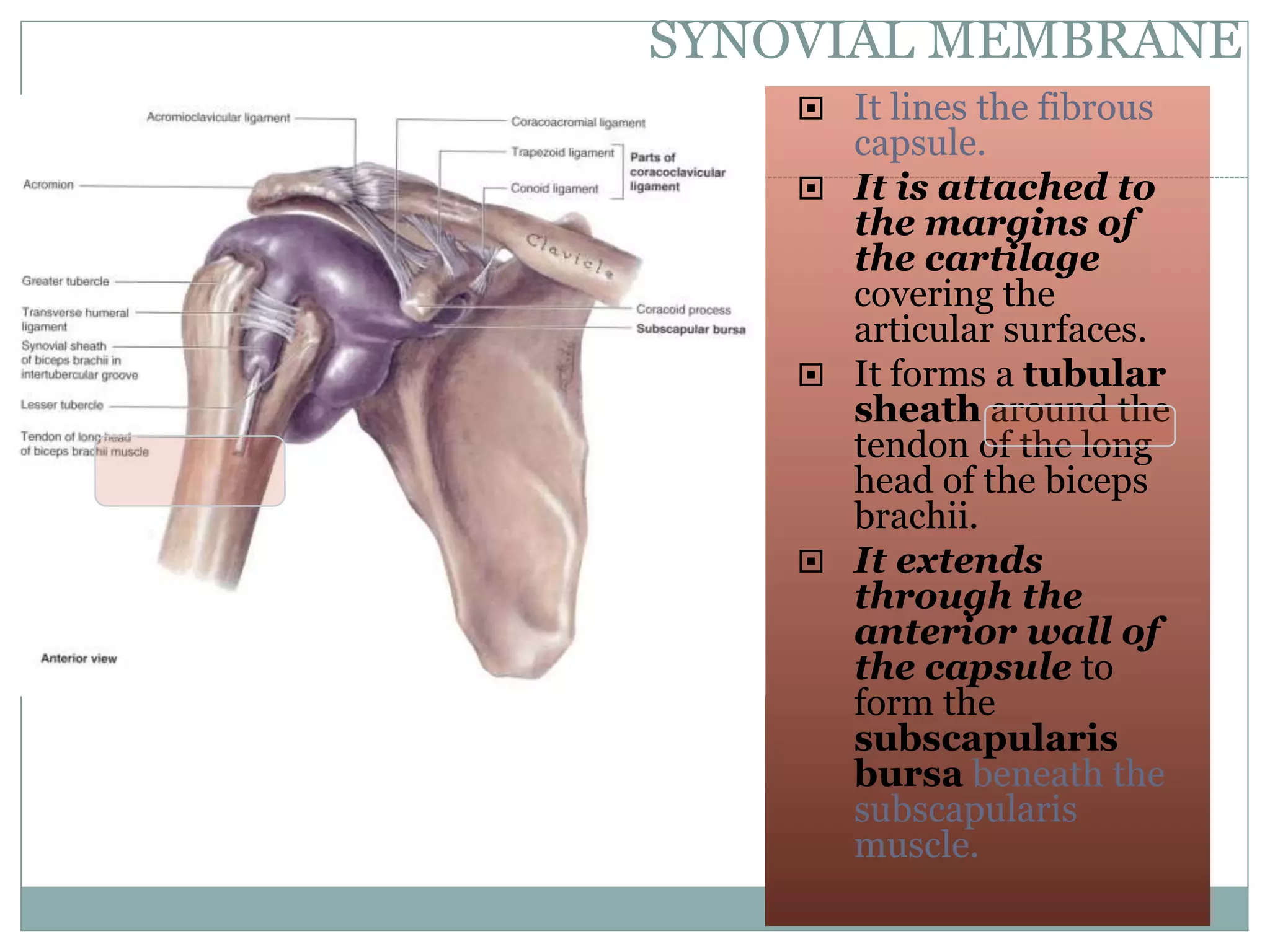 811_Anatomy-of-shoulder-joint.ppt