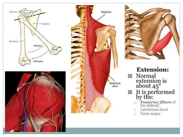 811_Anatomy-of-shoulder-joint.ppt