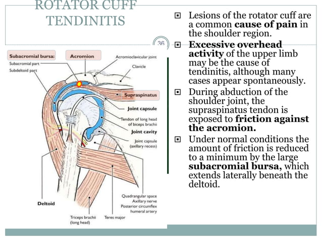 811_Anatomy-of-shoulder-joint.ppt