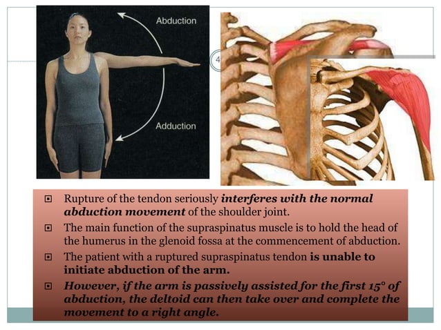 811_Anatomy-of-shoulder-joint.ppt
