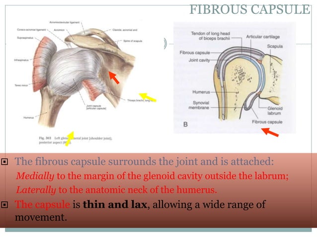 811_Anatomy-of-shoulder-joint.ppt
