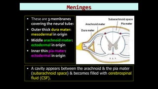 Embryology and Development of Spinal Dysraphism and Tethered Spinal ...