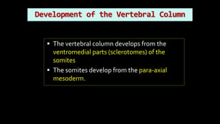 Embryology and Development of Spinal Dysraphism and Tethered Spinal ...